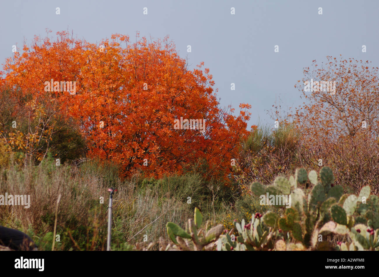 Terebinth tree hi-res stock photography and images - Alamy