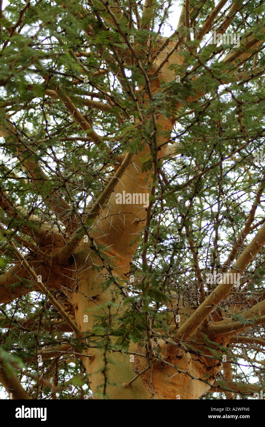 Details acacia tree hi-res stock photography and images - Alamy