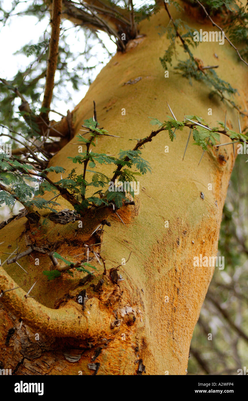 Details acacia tree hi-res stock photography and images - Alamy