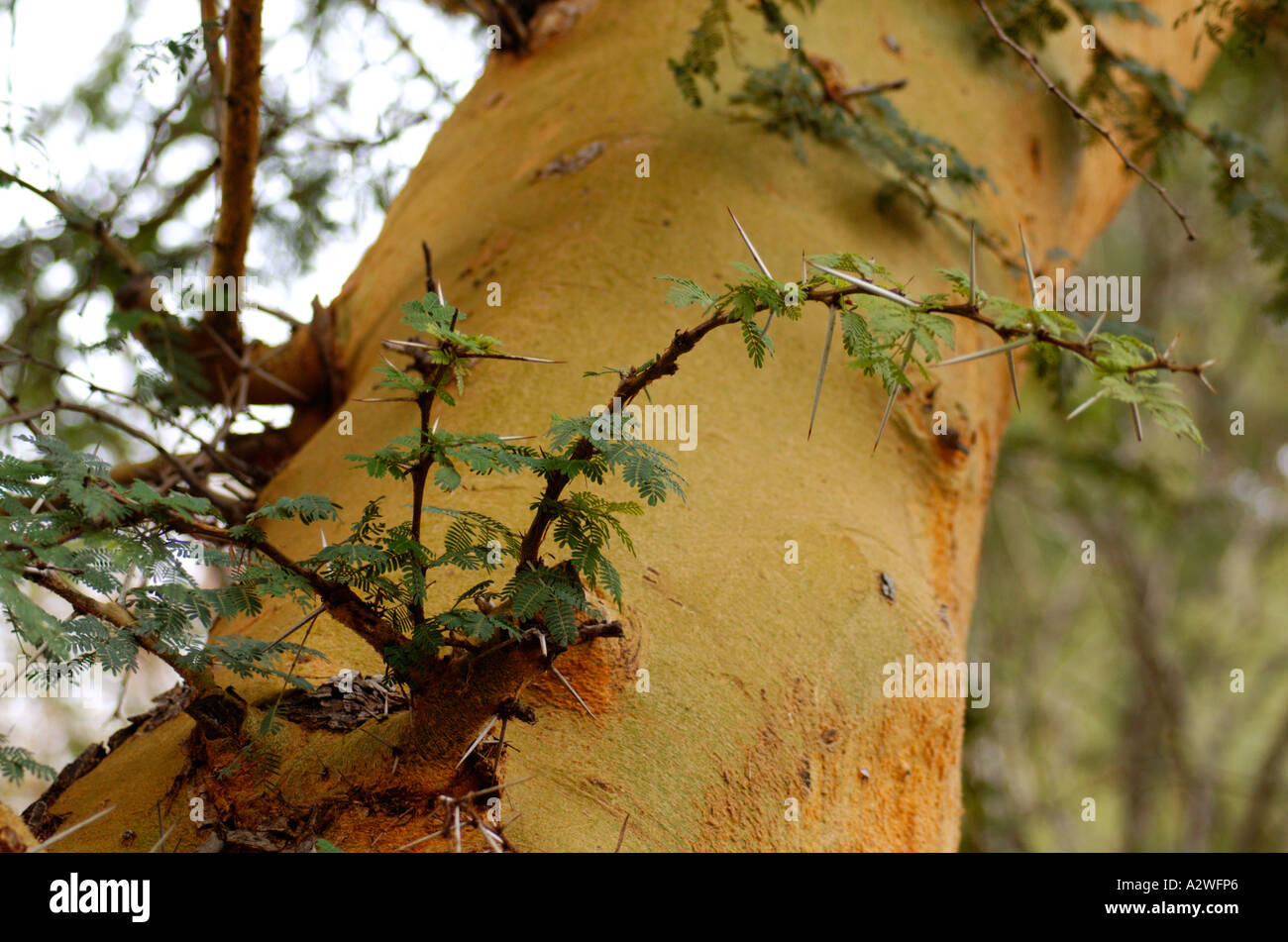 Details acacia tree hi-res stock photography and images - Alamy
