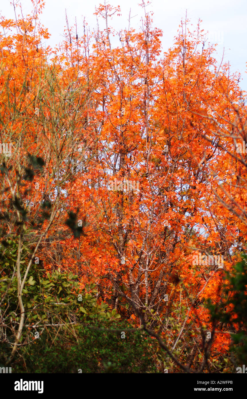 Terebinth tree hi-res stock photography and images - Alamy