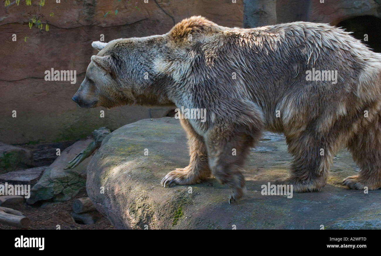 Brown Bear at Melbourne Zoo, Australia Stock Photo - Alamy
