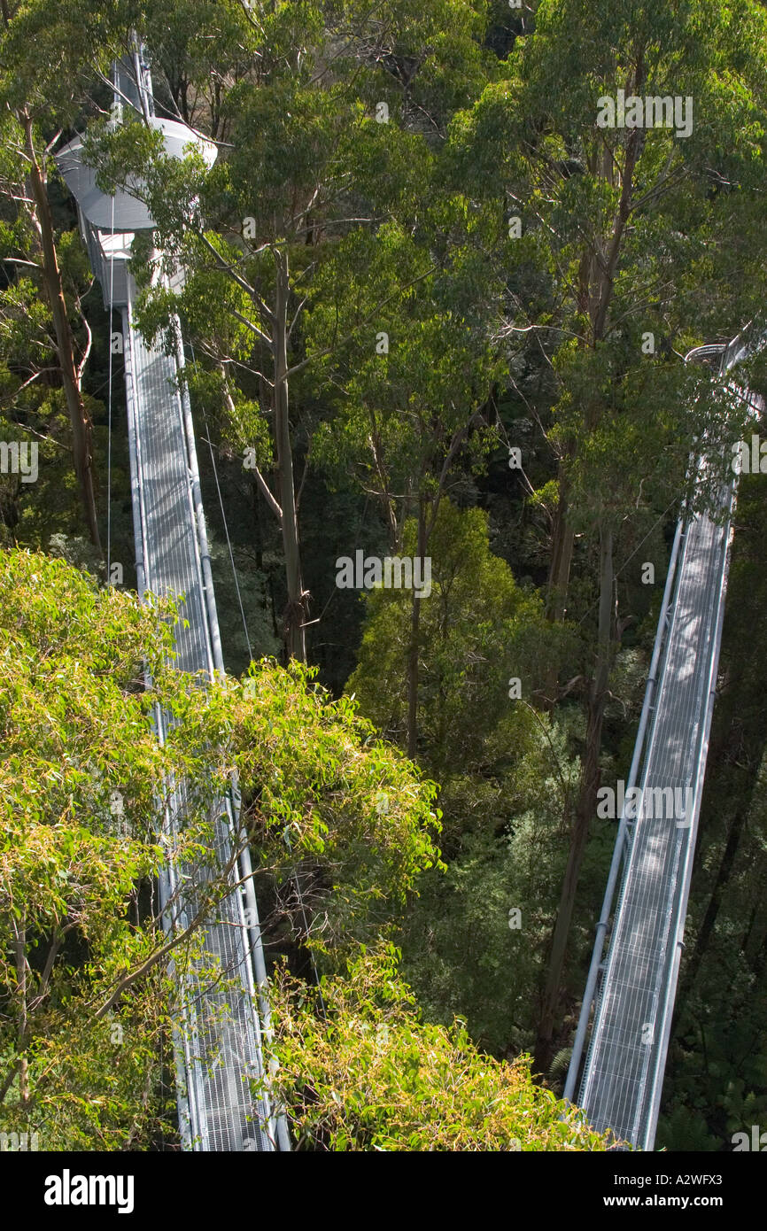 Otway Fly rainforest treetop walk, Victoria, Australia Stock Photo - Alamy