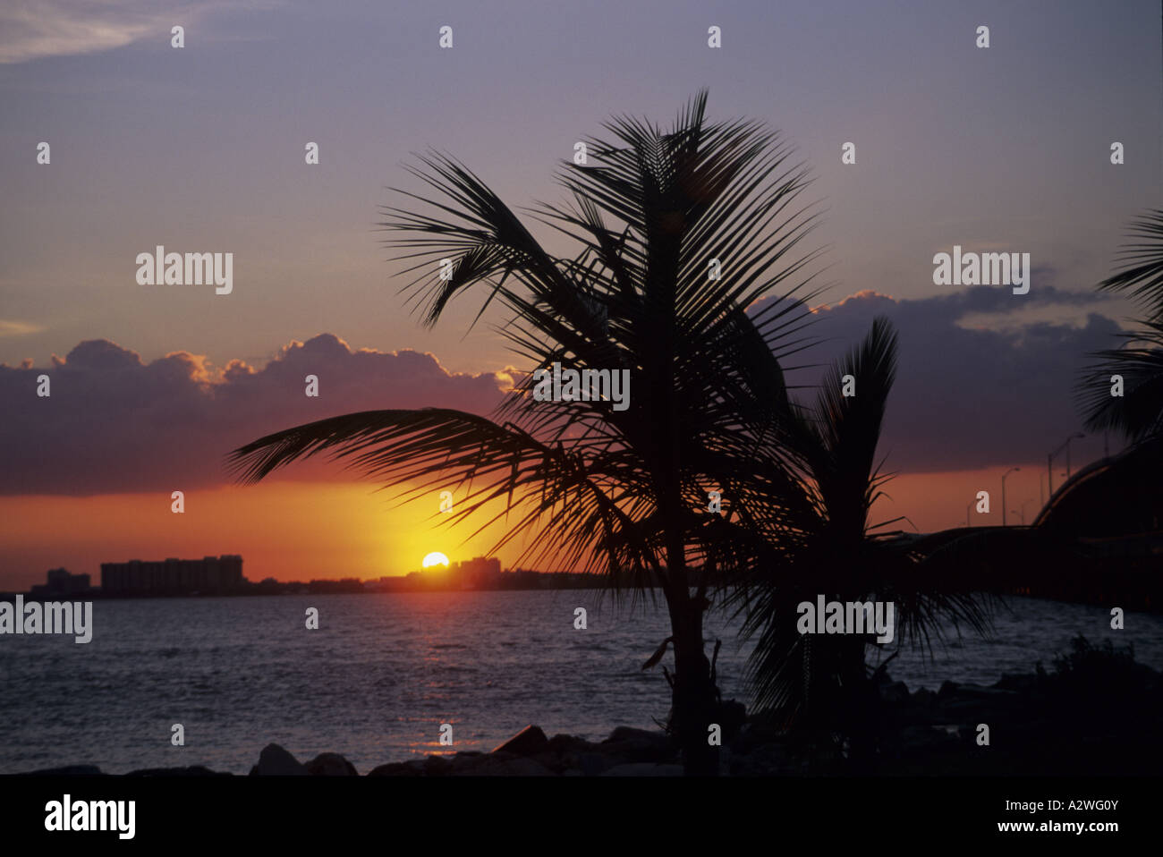 Palmen miami hi-res stock photography and images - Alamy