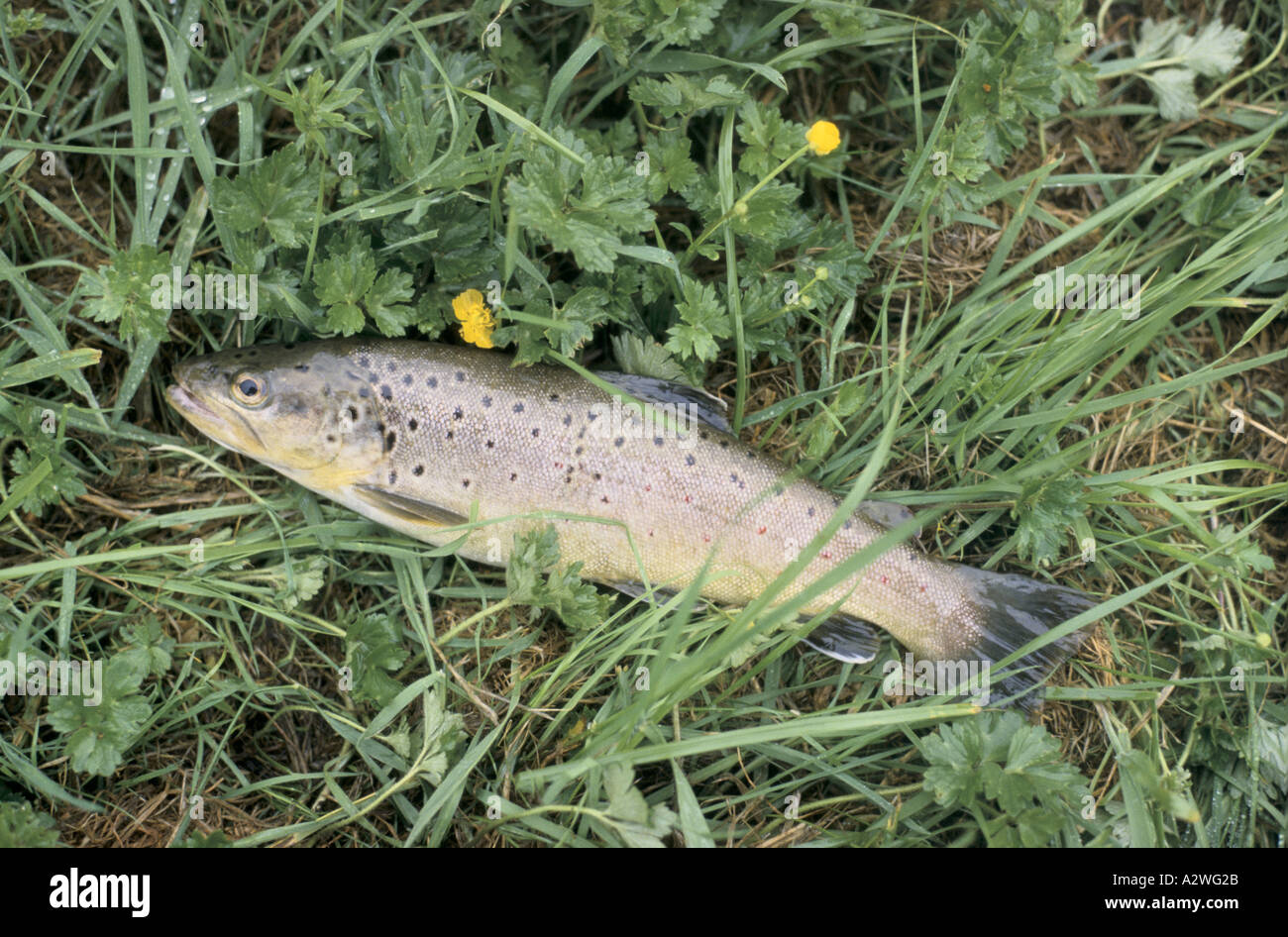 wild trout from river test Stock Photo - Alamy