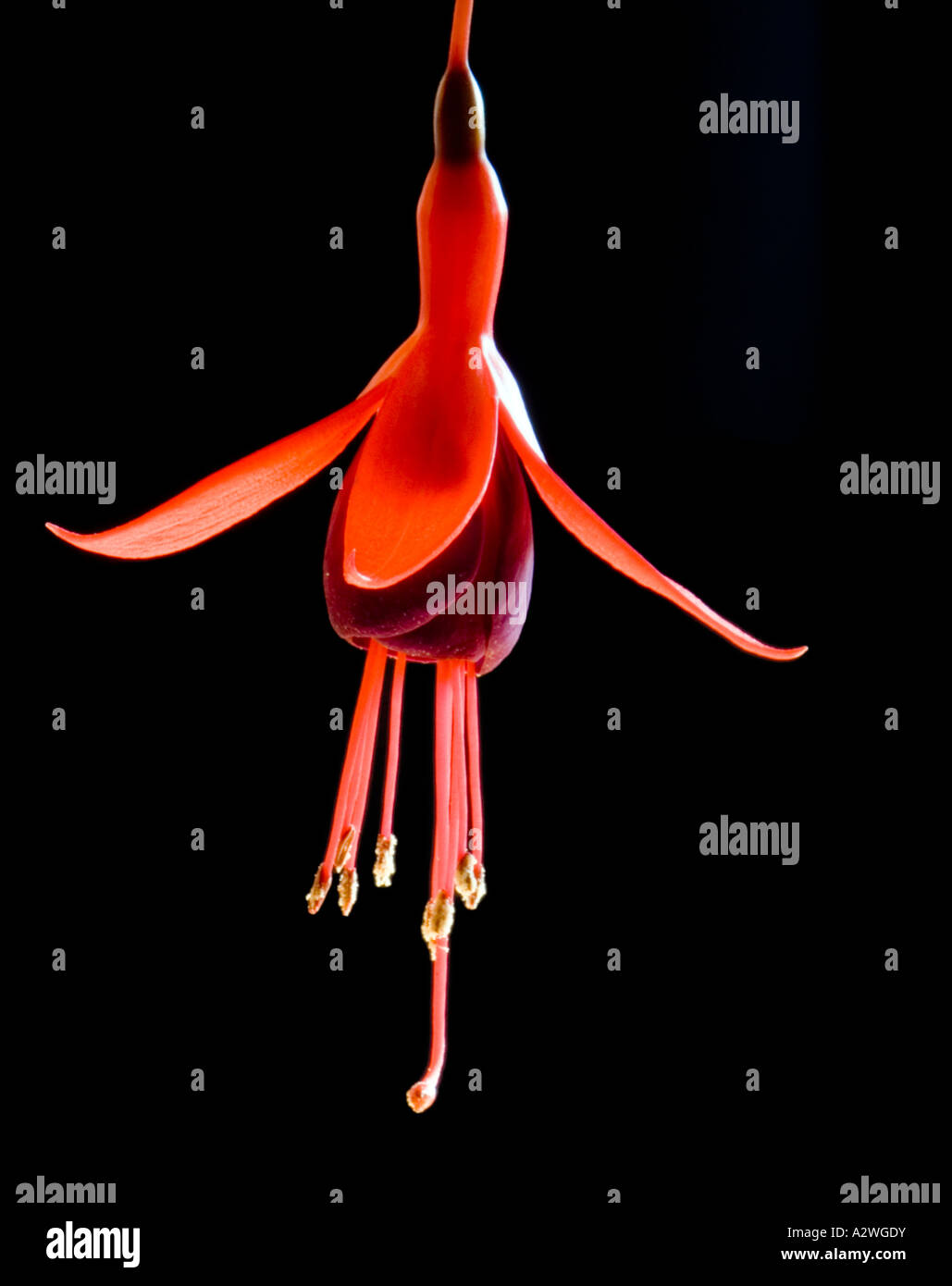 Dark purple anthers hi-res stock photography and images - Alamy