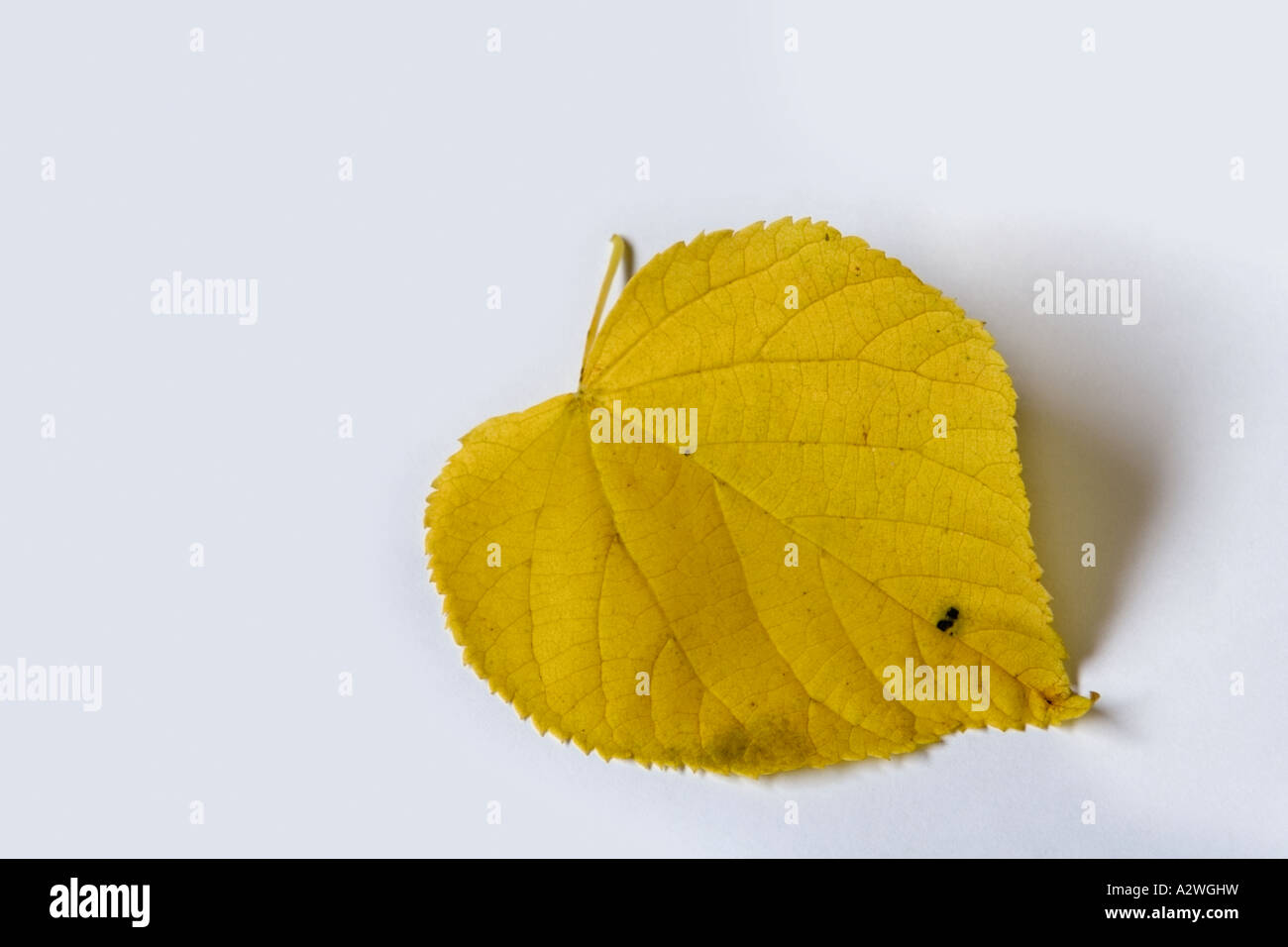 A single lime leaf on a white background Stock Photo - Alamy