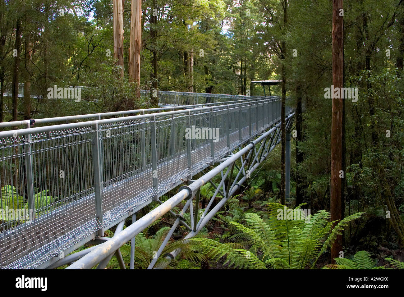 Otway fly treetop walk hi-res stock photography and images - Alamy