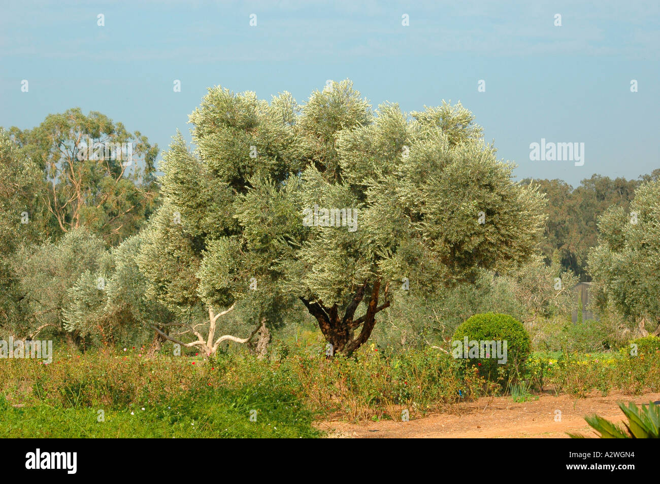 Olive production israel hi-res stock photography and images - Alamy