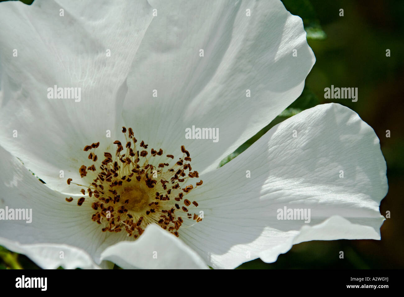 Rosa rugosa alba White rose Stock Photo - Alamy