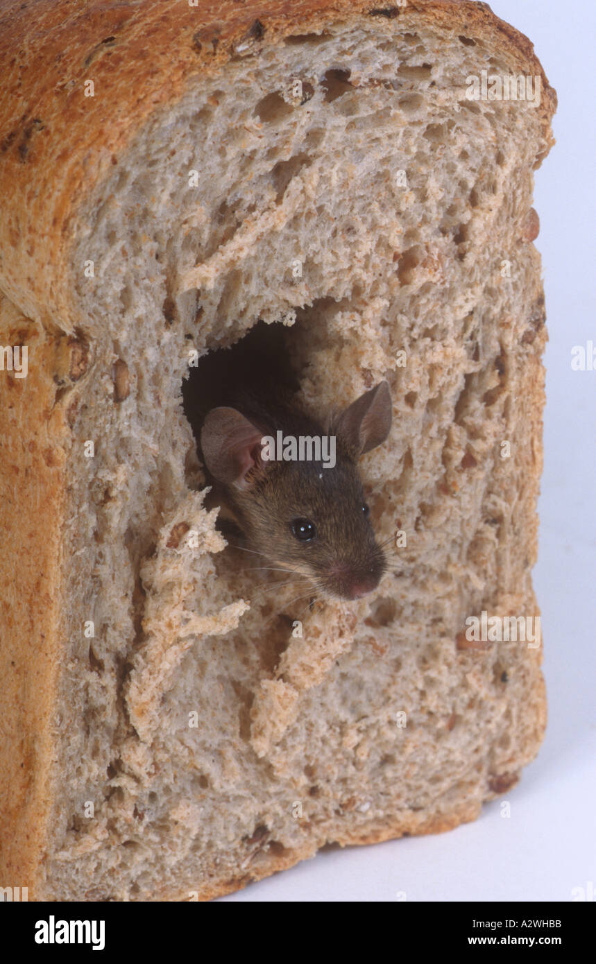 Mice inside bread loaf mouse hi-res stock photography and images - Alamy