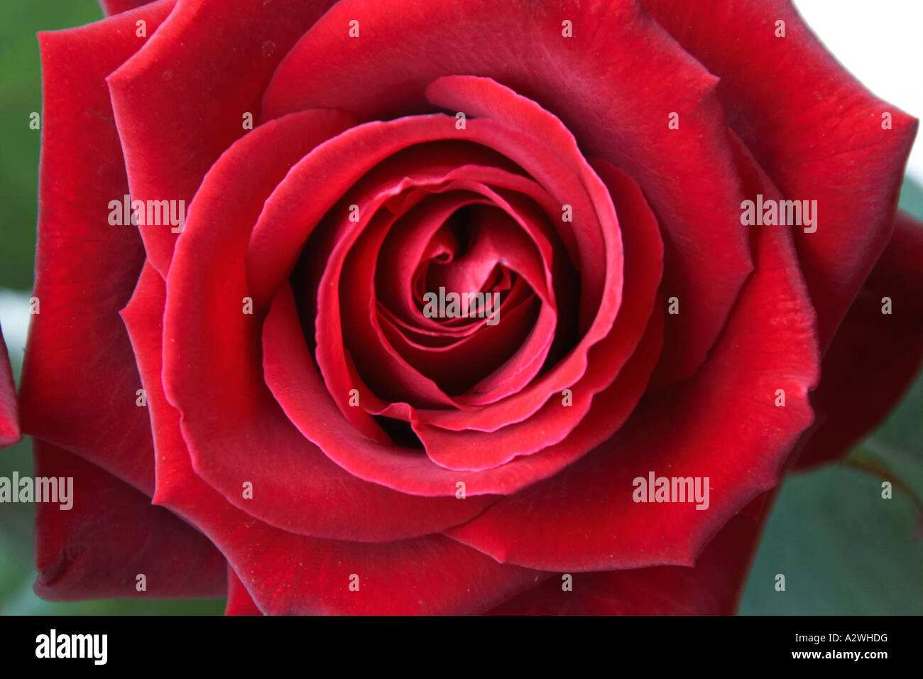 Close up detail of red rose flower and petals from above Stock Photo ...