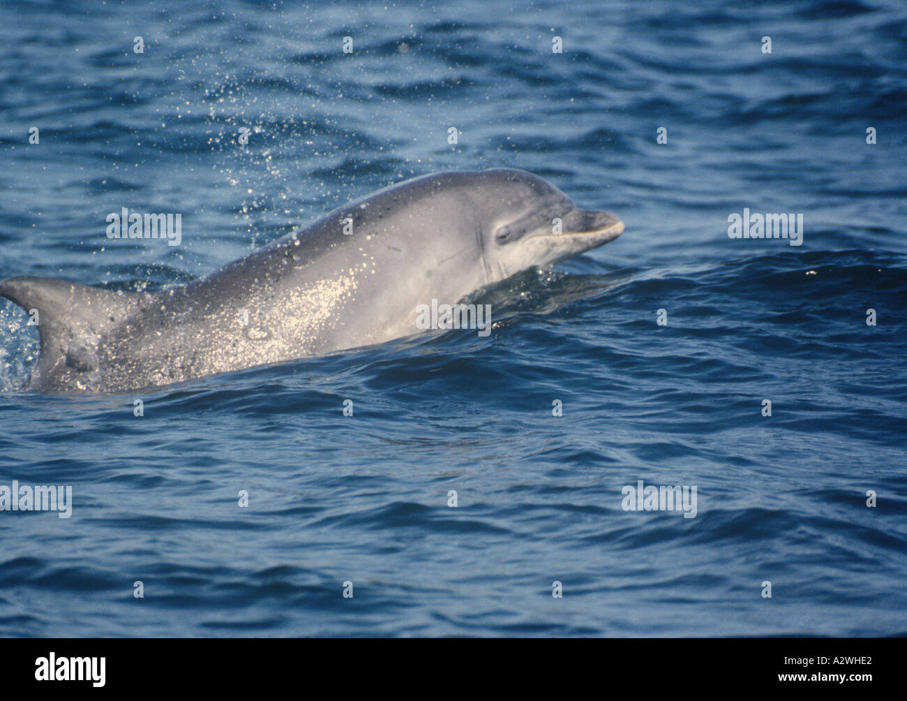 Bottlenose Dolphin in Sea Animals Natural World Wales Stock Photo - Alamy