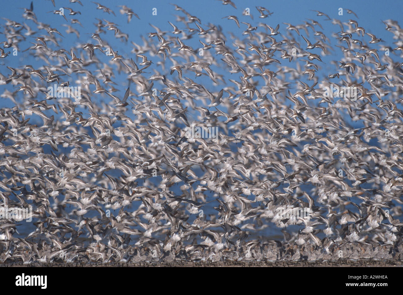 Knots birds uk hi-res stock photography and images - Alamy