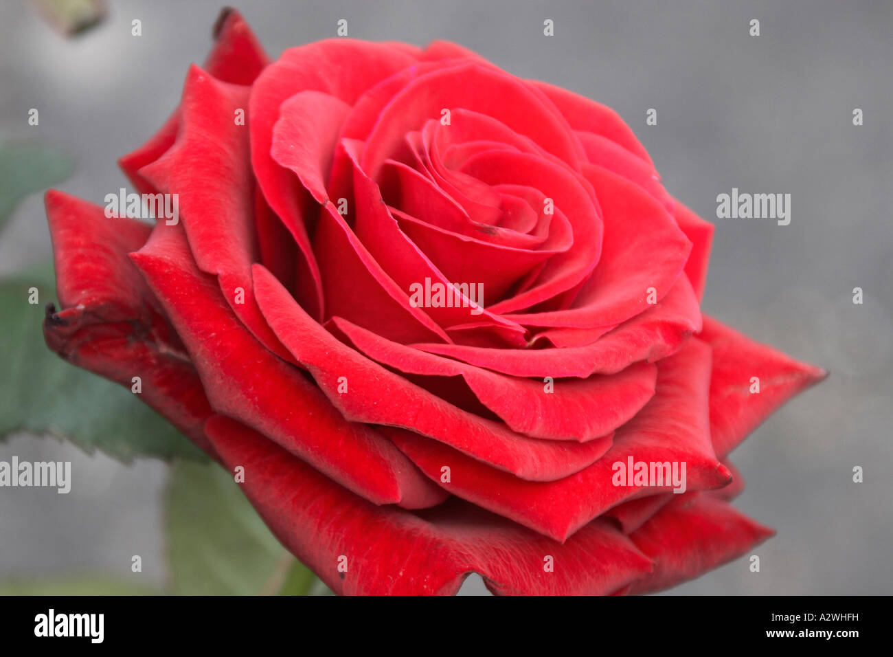 Close up detail of red rose flower and petals from the side Stock Photo ...
