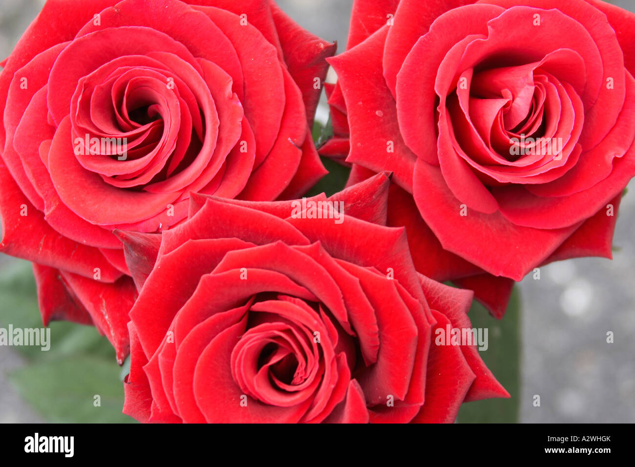 Close up detail of three red rose flowers and petals from above Stock ...