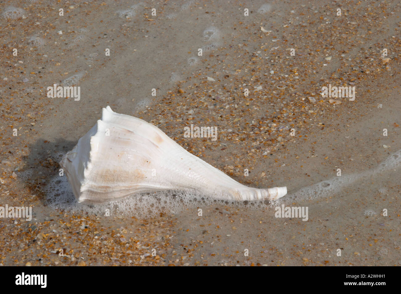 Shell on a Florida beach Stock Photo - Alamy