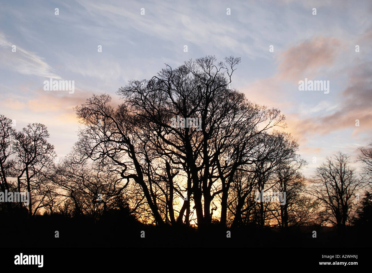 Sunrise coloured colourful sky with trees in silhouette at ...