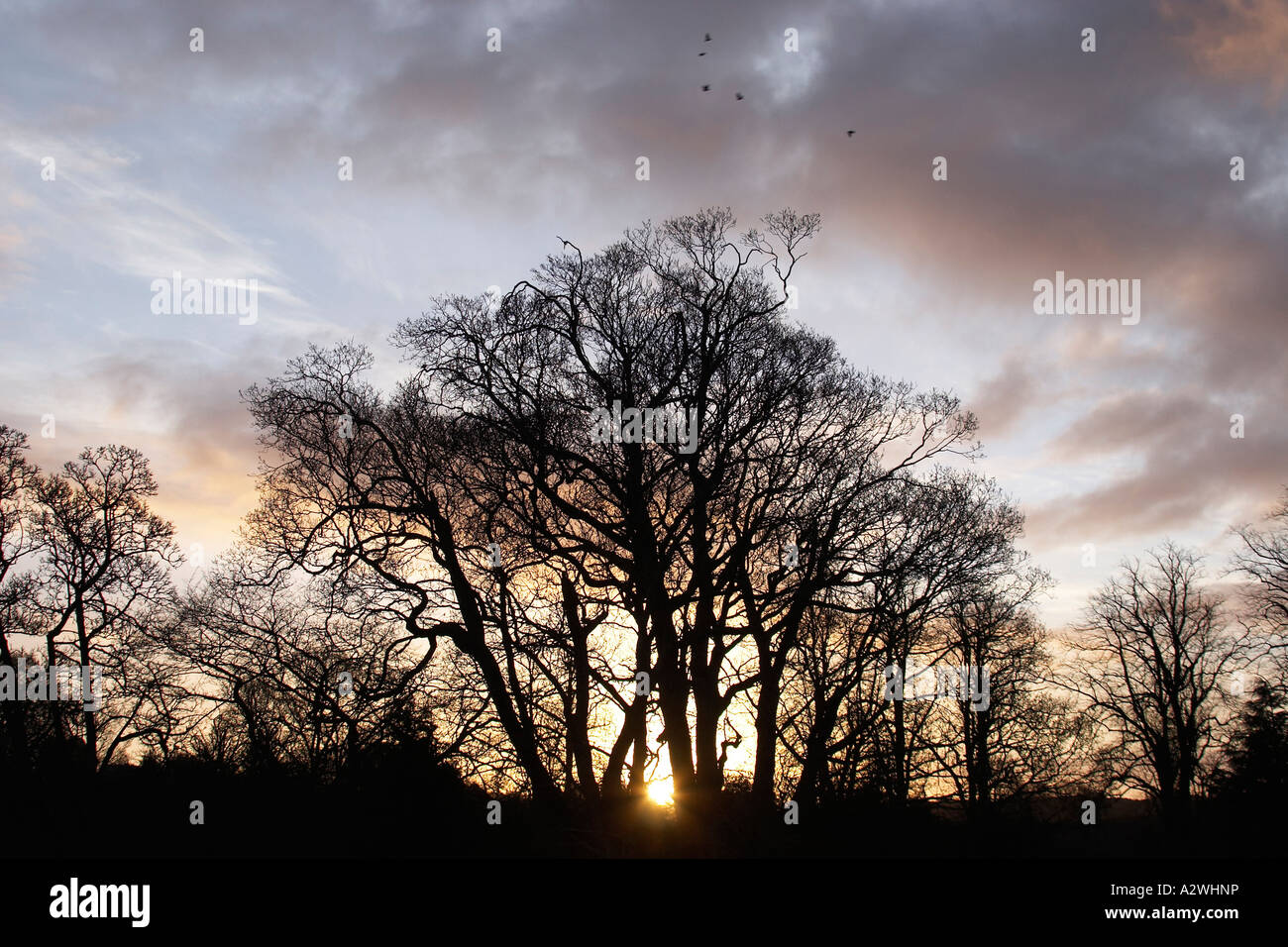 Sunrise coloured colourful sky with trees in silhouette at ...