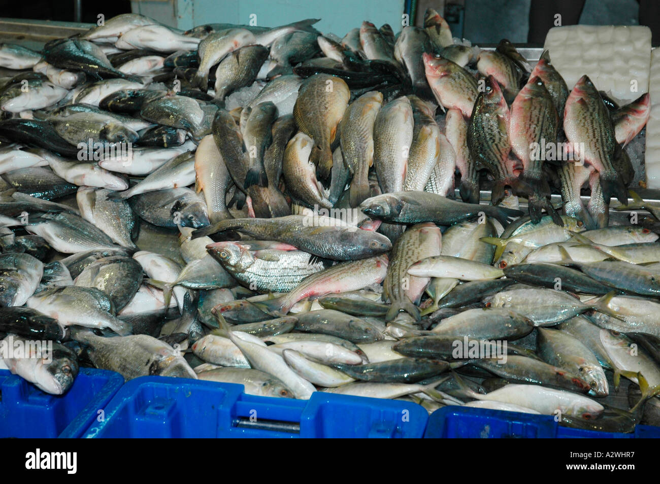 Fresh Fish at an outdoor market Akko Israel Stock Photo - Alamy