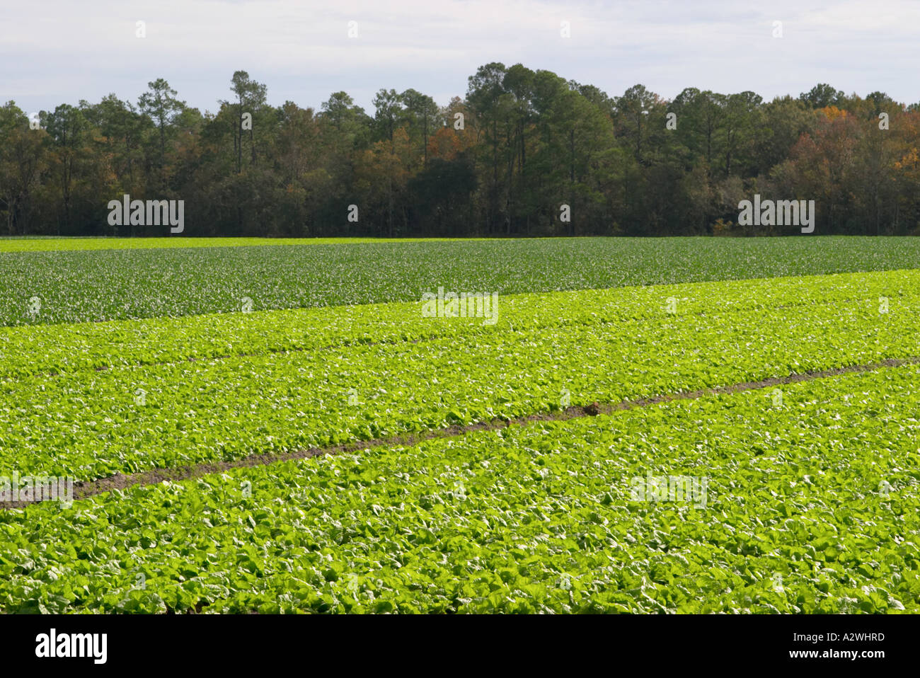 Crops growing in rows in cultivated farm field in central Florida Stock ...