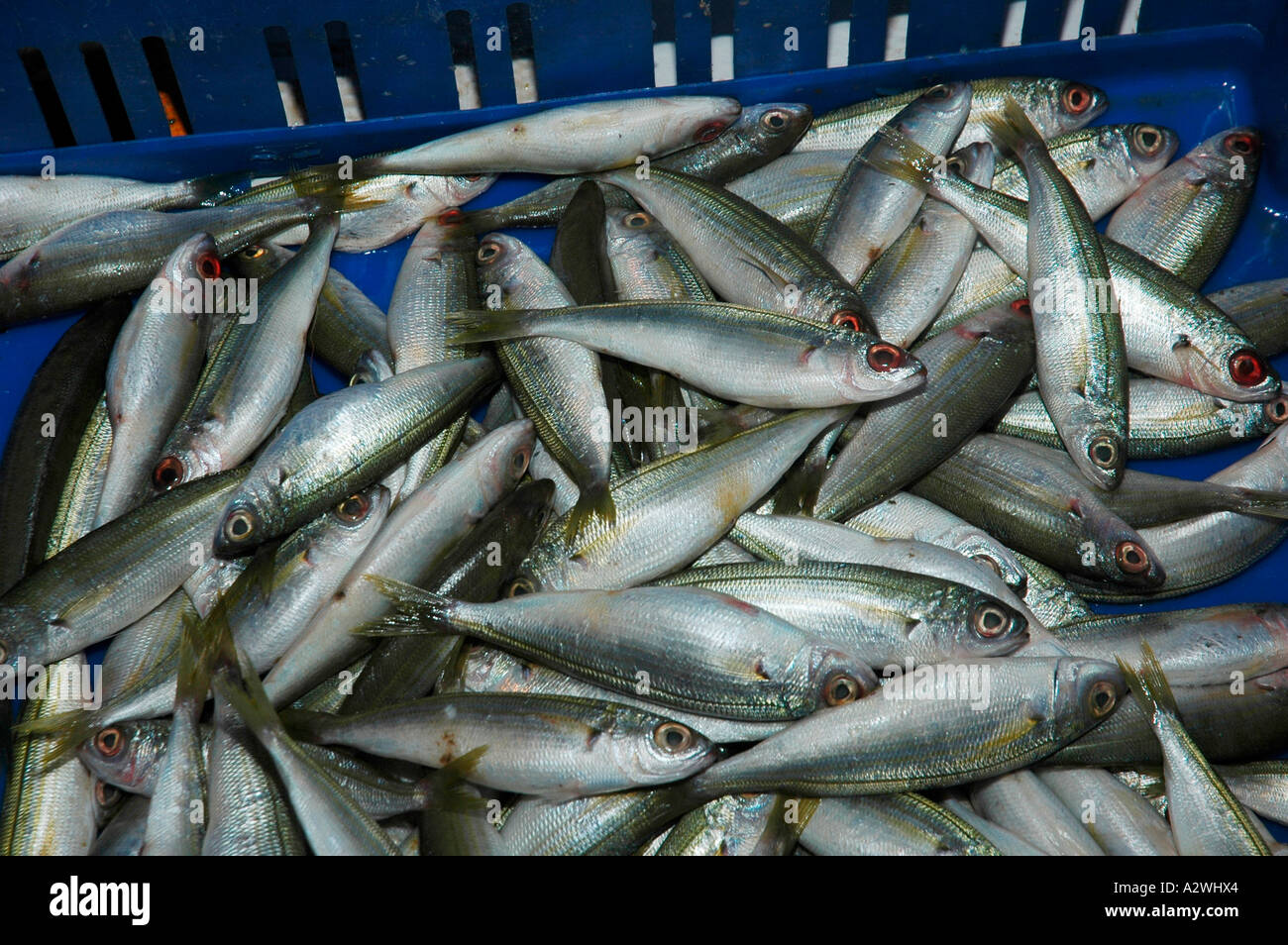 Fish market booth hi-res stock photography and images - Alamy
