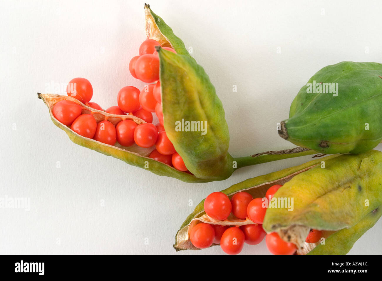 Iris foetidissima orange seeds green hi-res stock photography and ...