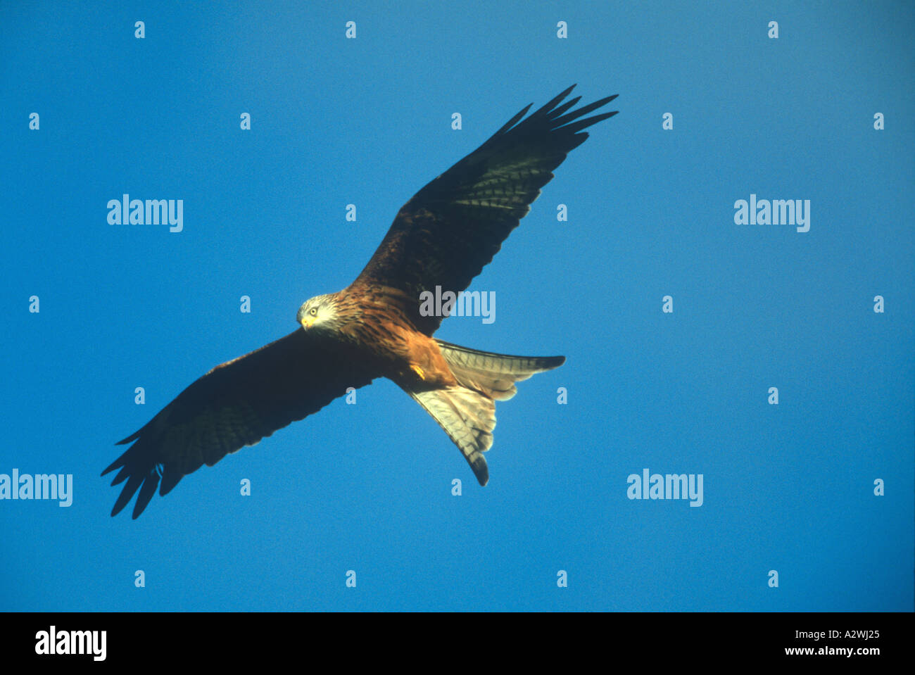 Red Kite in Flight Birds Natural World Wales Stock Photo - Alamy