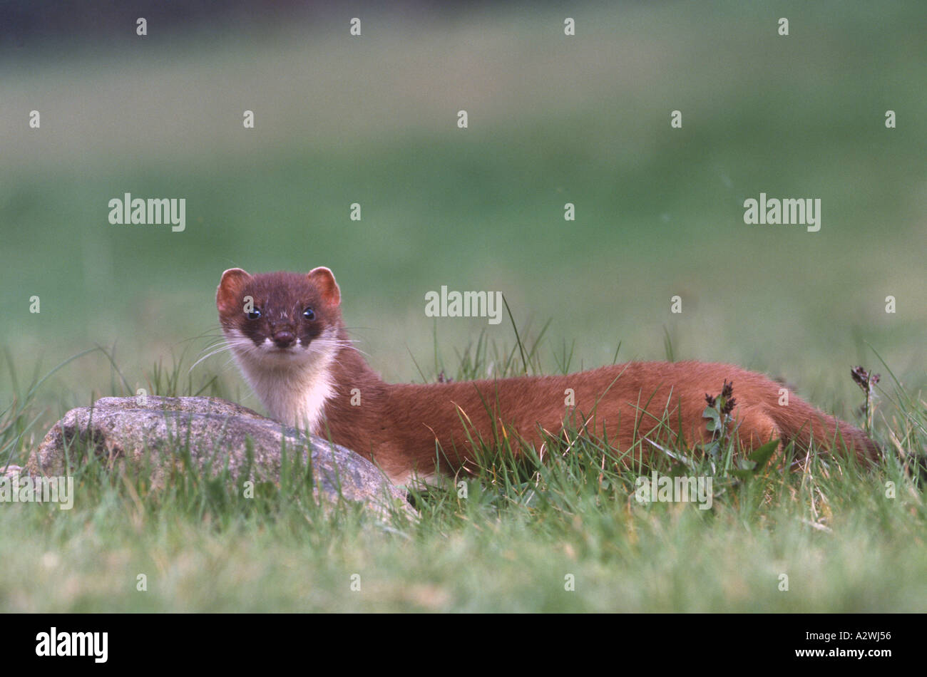 Uk stoat hi-res stock photography and images - Alamy