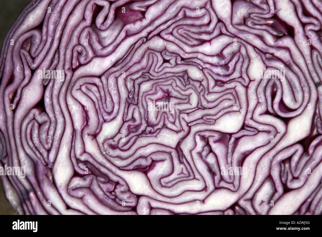 Abstract pattern of section through purple cabbage Stock Photo - Alamy