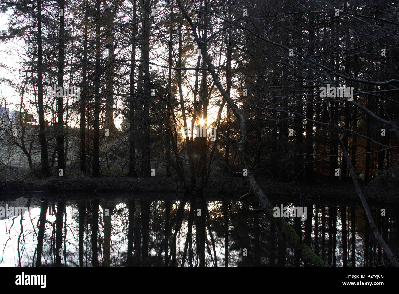 Reflections of winter trees reflecting in pond water at Ballynascreen ...