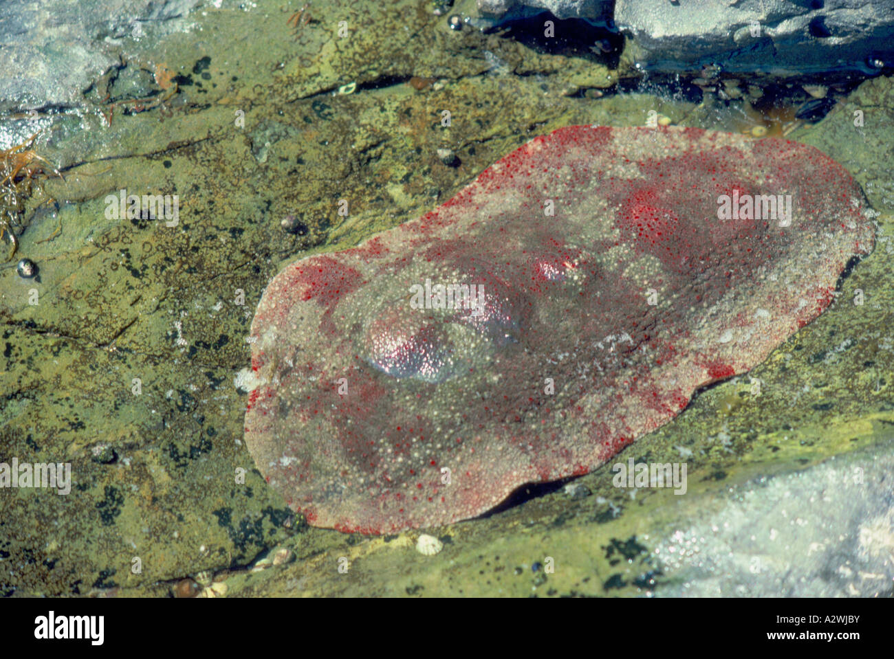 Cryptochiton Stelleri