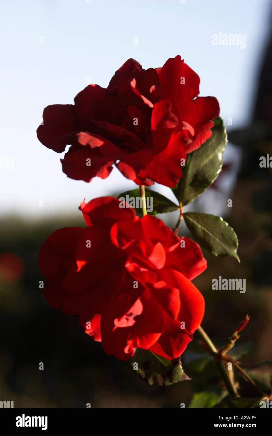 Nekemte hi-res stock photography and images - Alamy