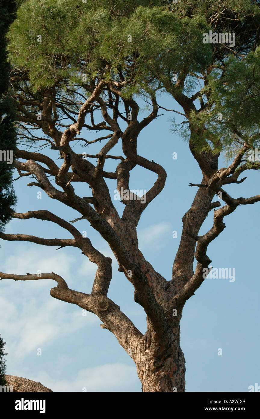 Pine Tree Pinus Halepensis miller Stock Photo - Alamy