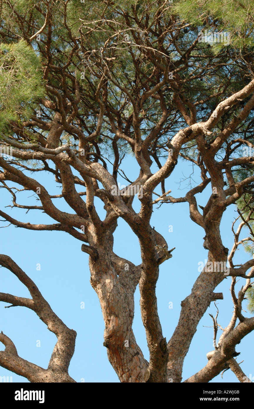 Pine Tree Pinus Halepensis miller Stock Photo - Alamy