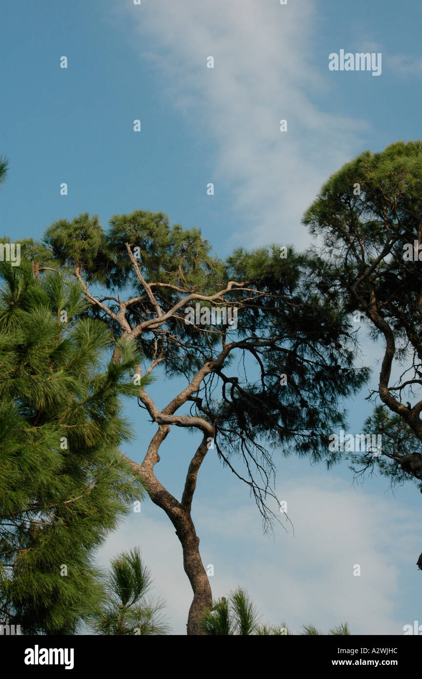 Pine Tree Pinus Halepensis miller Stock Photo - Alamy