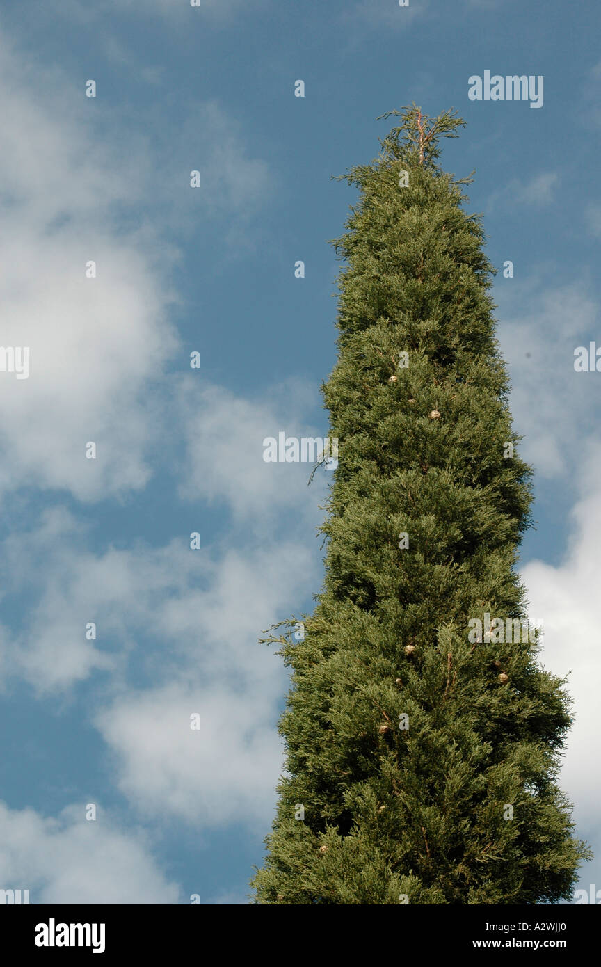 Cupressus sempervirens pyramidalis hi-res stock photography and images ...
