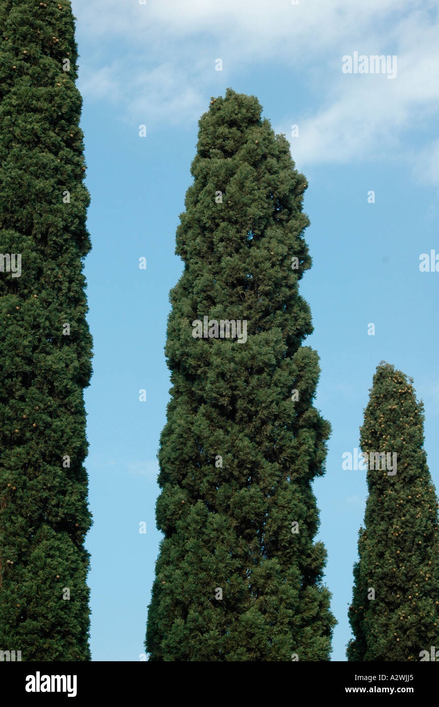 Cupressus sempervirens pyramidalis hi-res stock photography and images ...