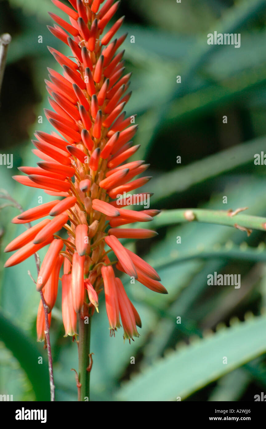 Aloe pole evansii hi-res stock photography and images - Alamy