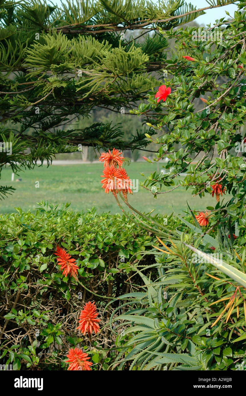 Aloe pole evansii hi-res stock photography and images - Alamy