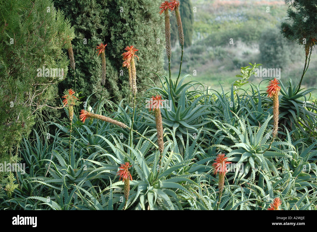 Aloe pole evansii hi-res stock photography and images - Alamy