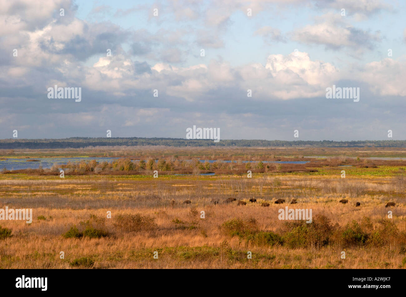 Paynes prairie observation tower hi-res stock photography and images ...