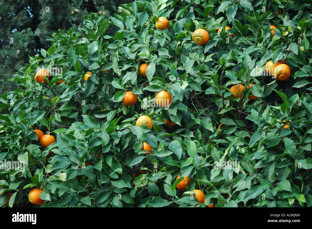 Oranges on an orange tree Stock Photo - Alamy
