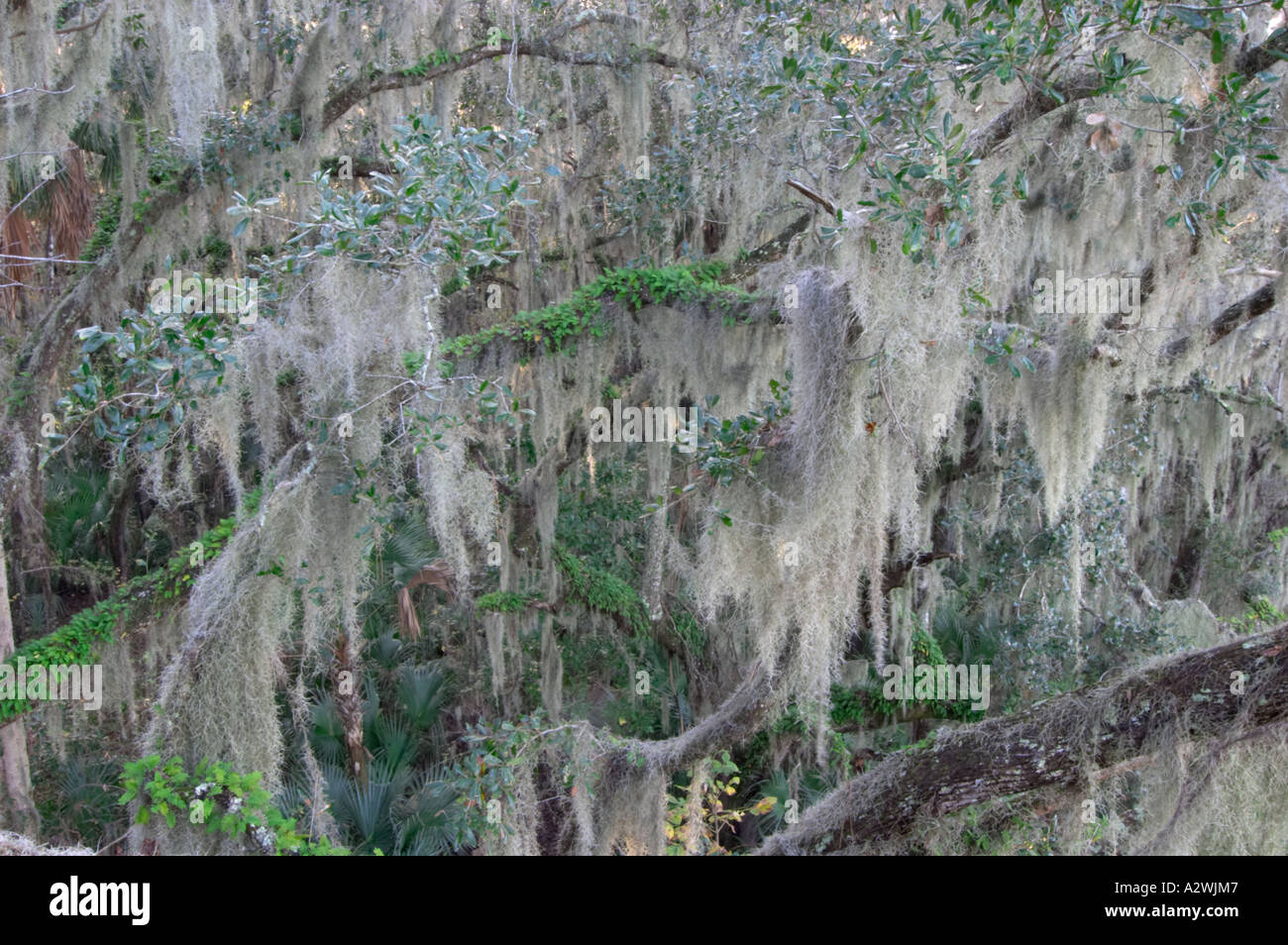Spanish Moss in the trees at Paynes Prairie Preserve State Park ...