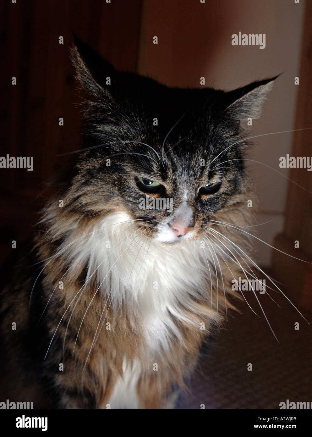 Evil looking cat Stock Photo - Alamy