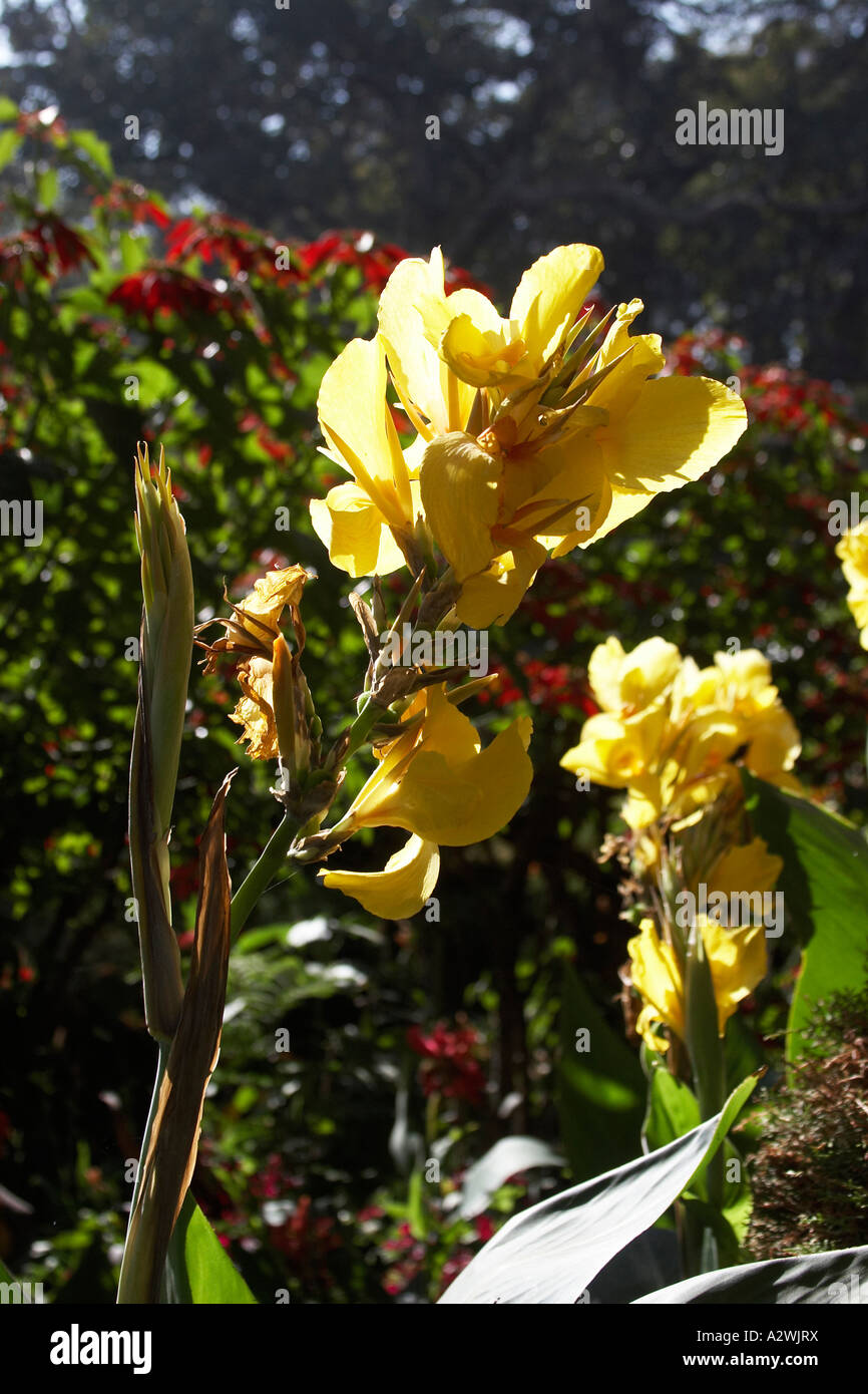 Yellow flowers and trees in gardens of Ghion Hotel near Bahir Dar or ...