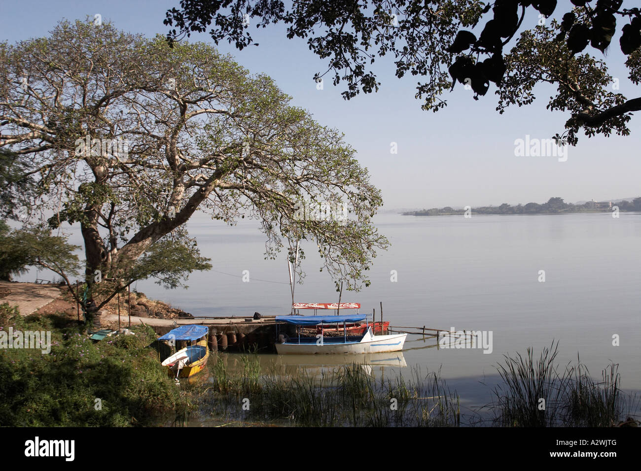 Calm still waters of Lake Tana with fig tree and small tourist motor ...