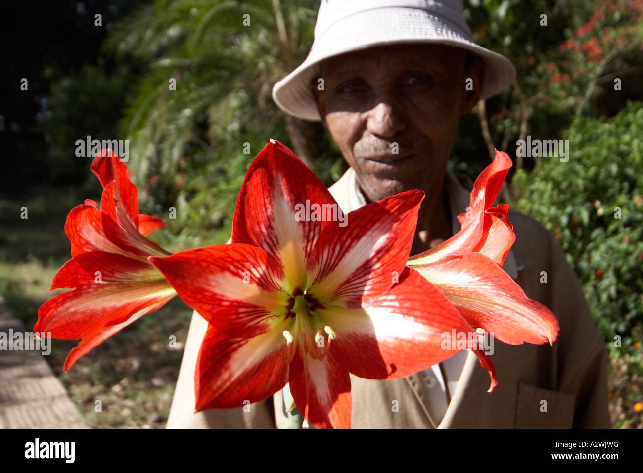 Local man holding red flowers near Bahir Dar or Bahar Dar Ethiopia ...