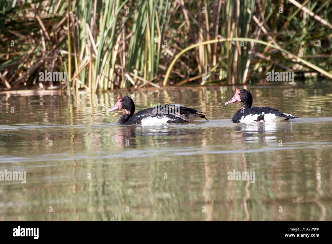 Geese birds swimming among reeds on calm still waters of Lake Tana near ...
