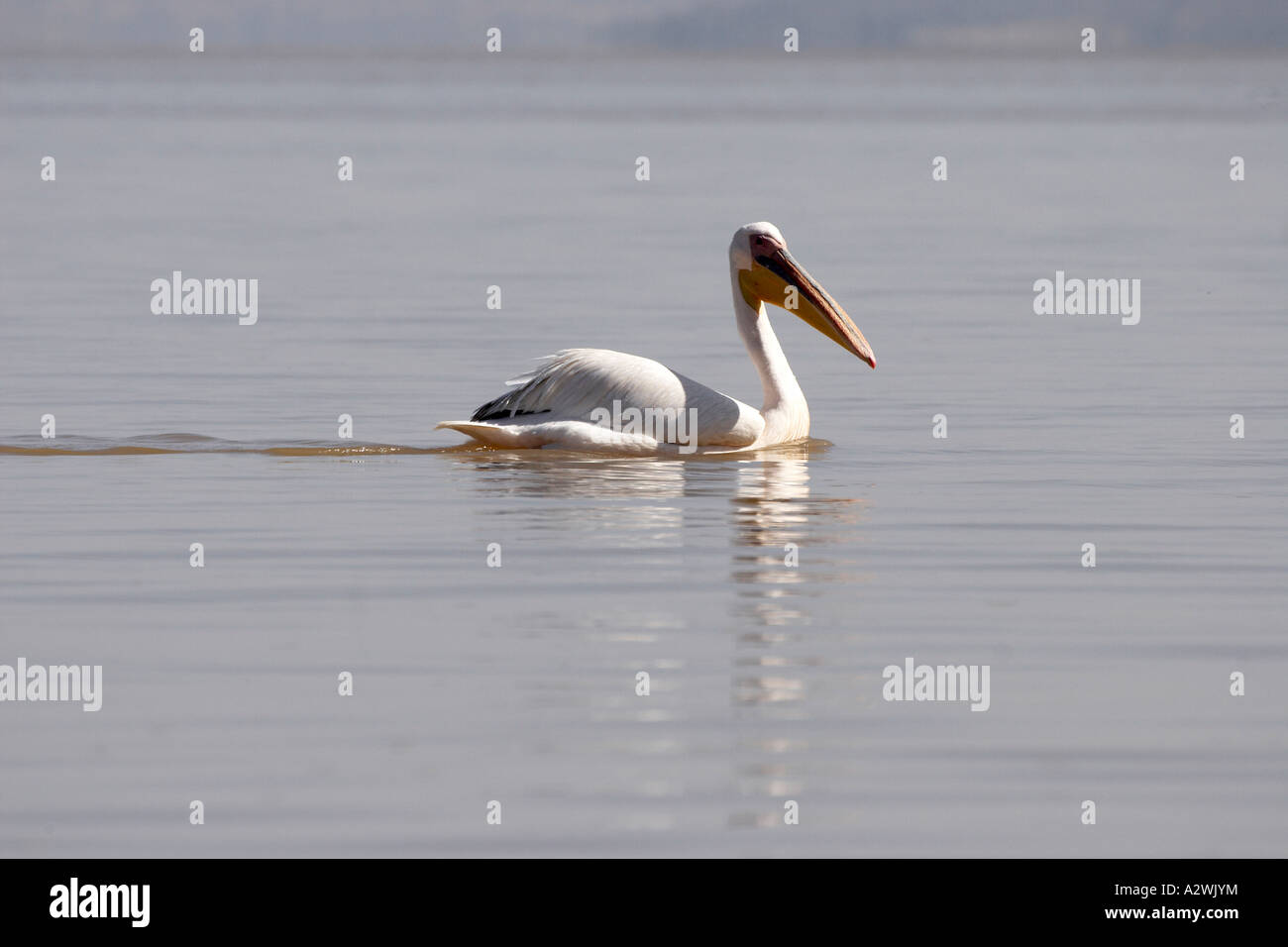 Lake Tana Bird High Resolution Stock Photography and Images - Alamy